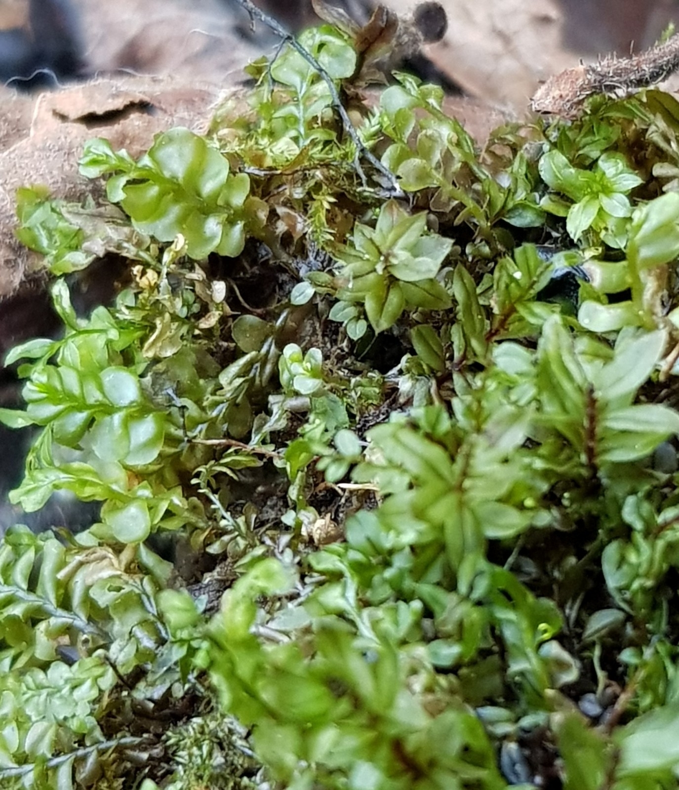 Mnium stellare Reichard ex Hedwig, 1801