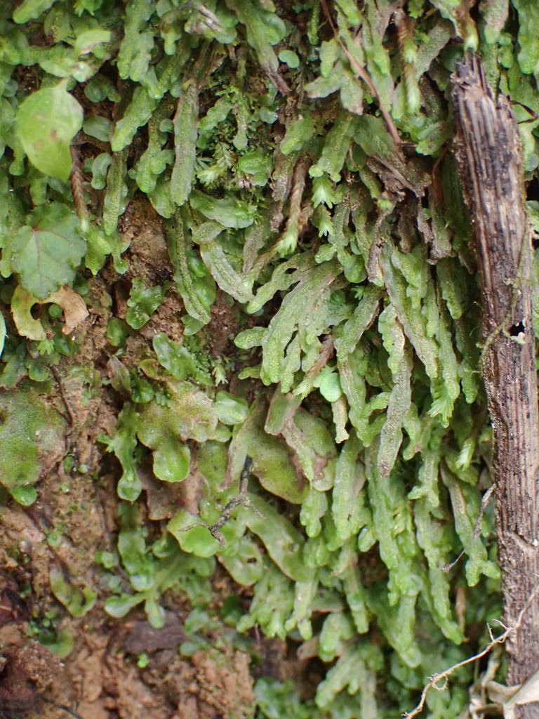 Symphyogyna brasiliensis from Puntarenas, Puntarenas, Costa Rica on ...