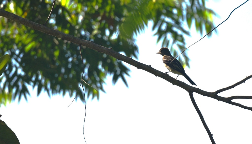 Typical Elaenias from Coiba National Park, Veraguas, PA on February 17 ...
