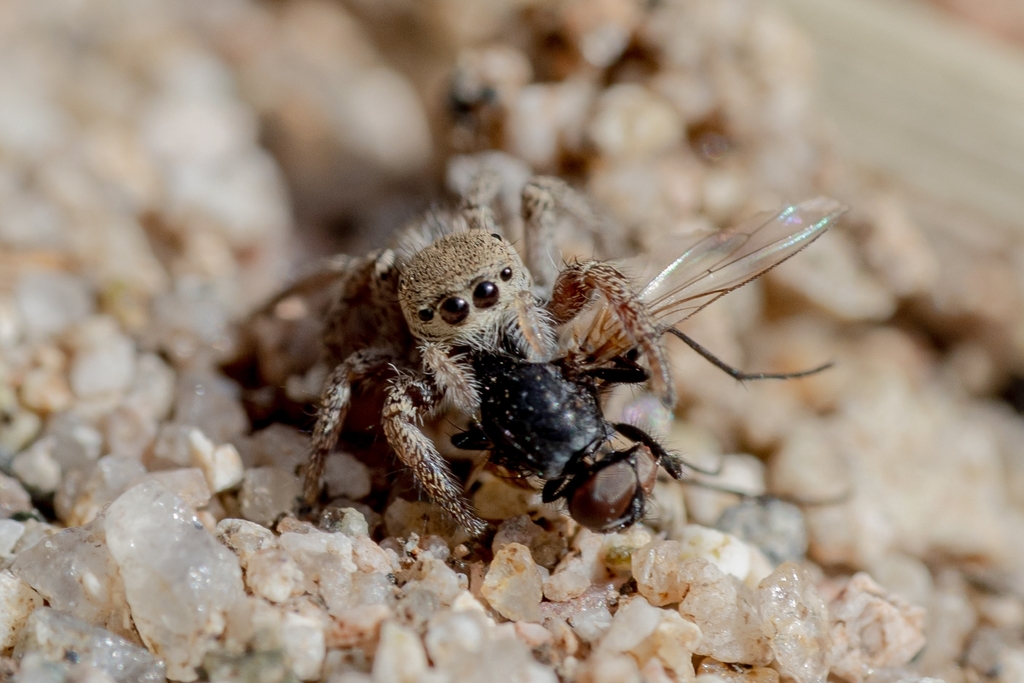 Paradise Jumping Spiders from Prescott, AZ, USA on February 26, 2022 at ...
