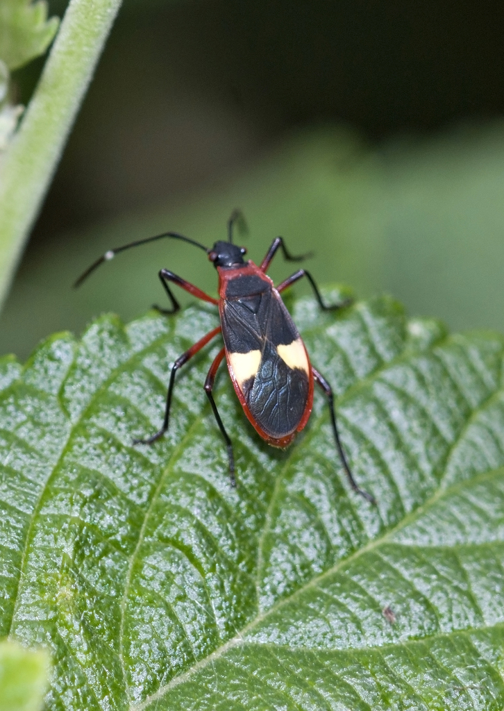 Dysdercus albofasciatus (Insects of Tambopata) · iNaturalist