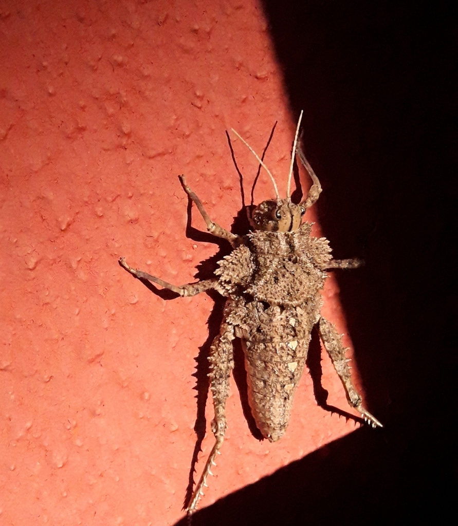 Graea horrida from La Reforma, La Pampa, Argentina on February 28, 2022 ...