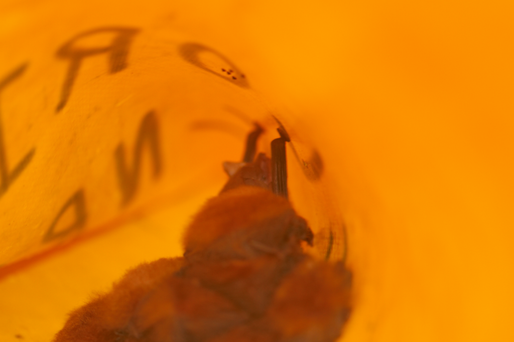 Peter's Disk-winged Bat from camp Inselberg, Nouragues on February 20 ...