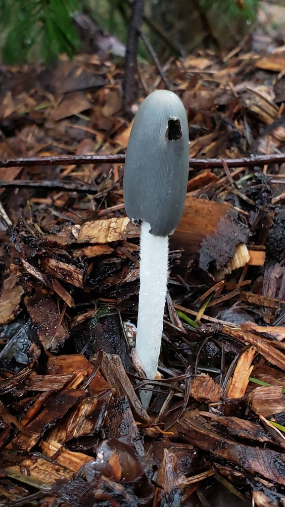 Inkcaps in February 2022 by Gavin Slater · iNaturalist