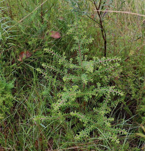 Subspecies Persoonia hirsuta evoluta · iNaturalist