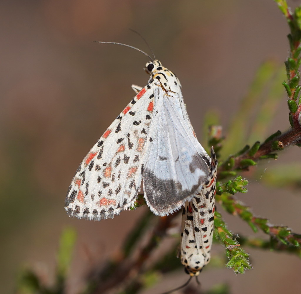 Rattlepod Moths from Mount Buffalo VIC 3740, Australia on February 17 ...