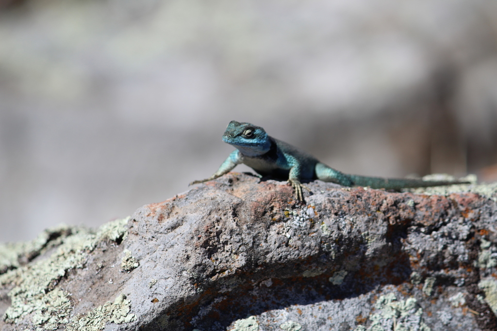 Minor Lizard from Cerro el Zamorano, 37977 Gto., México on February 27 ...