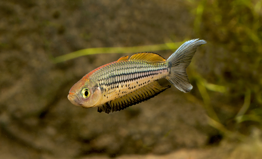 Ornate Rainbowfish in June 2012 by Leo O. Bribie Island, QLD Gunther ...