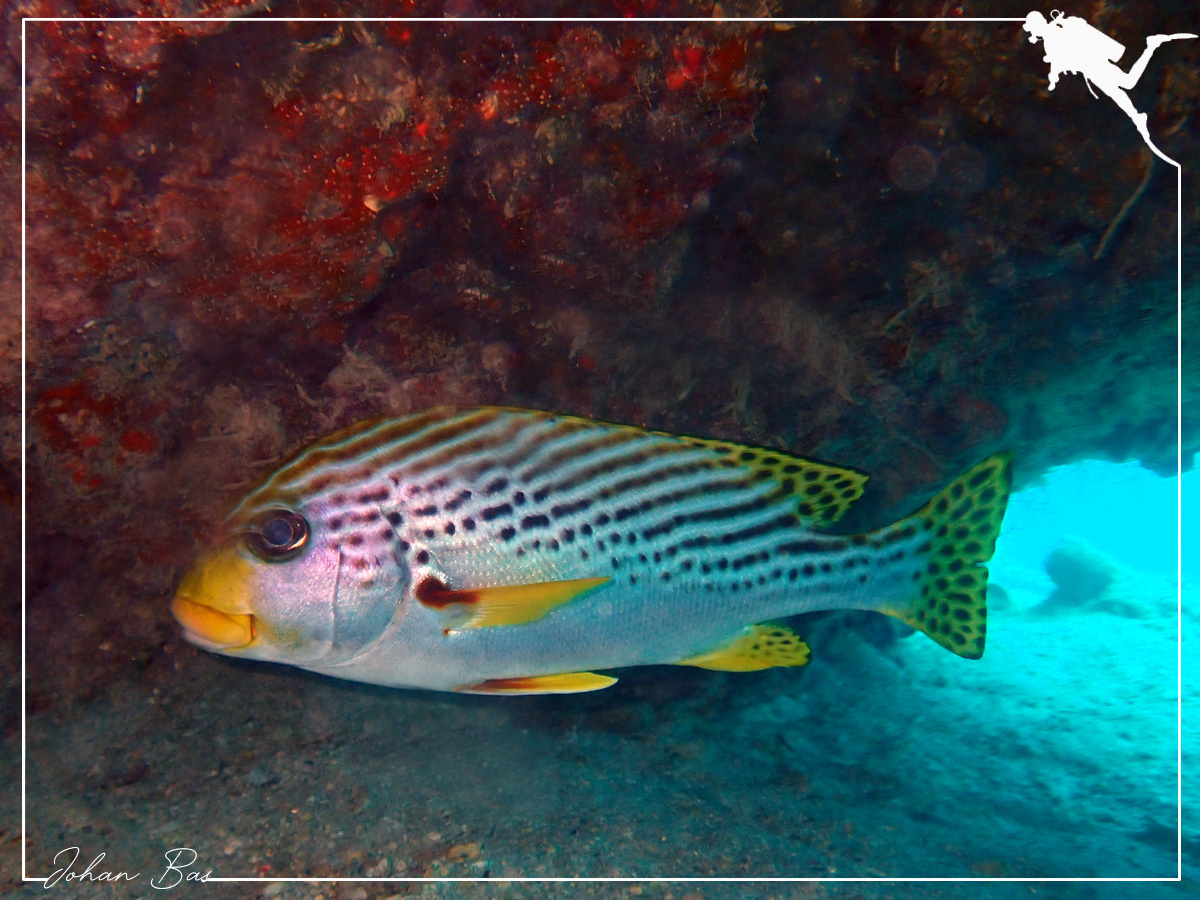 Plectorhinchus lineatus (Linnaeus, 1758)