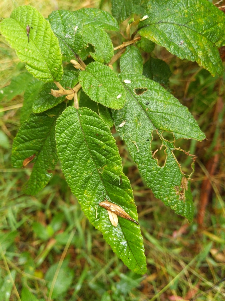 Tainui from Lambert Gully, Unnamed Road, Sandy Bay TAS 7005, Australia ...