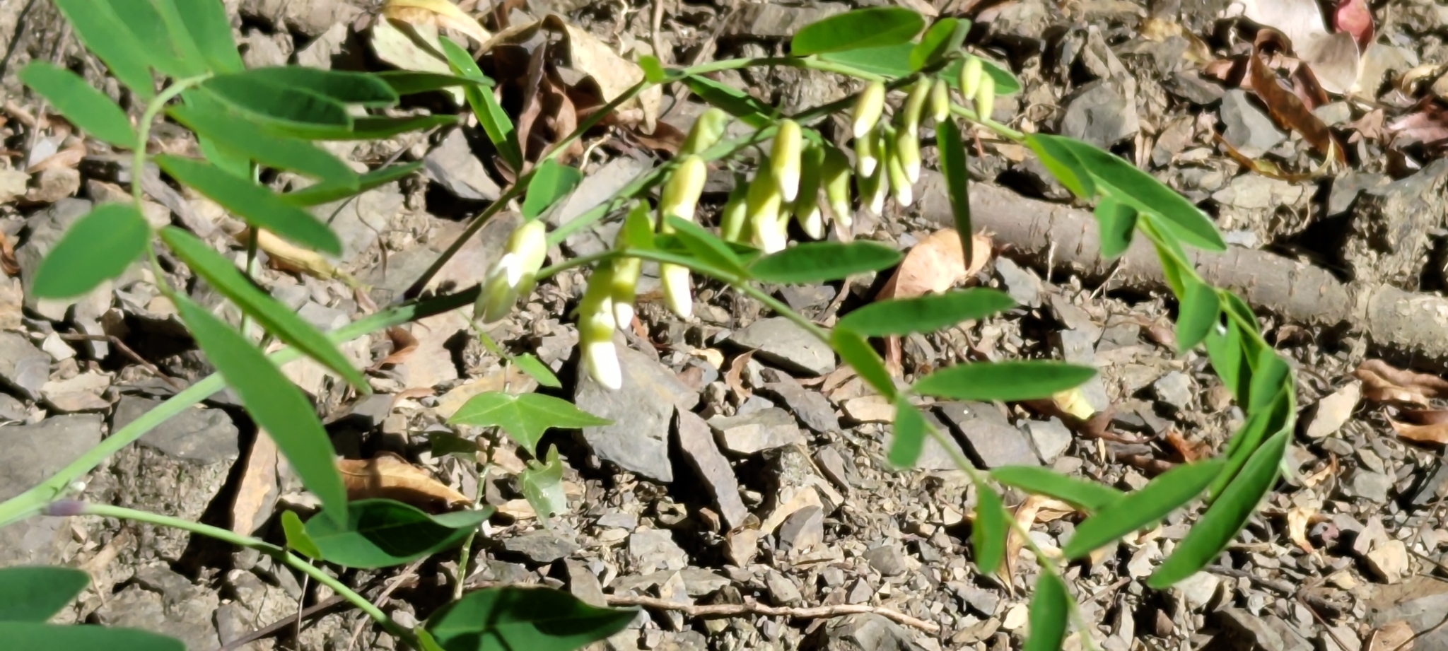 Sophora flavescens Aiton