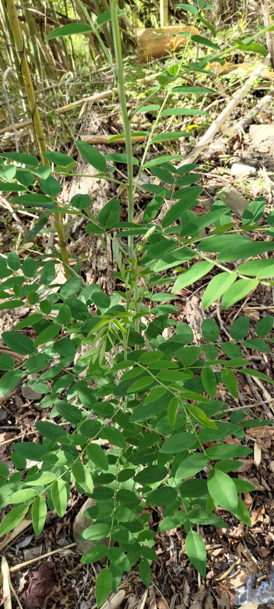 Sophora flavescens Aiton