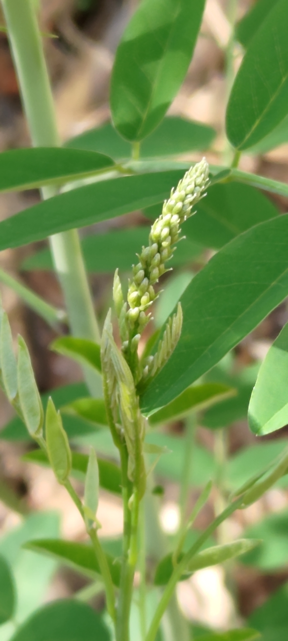 Sophora flavescens Aiton