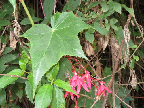 Section Barya · iNaturalist