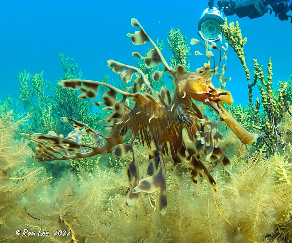 Leafy Seadragon in February 2022 by environ. Note there are 3 Creniola ...