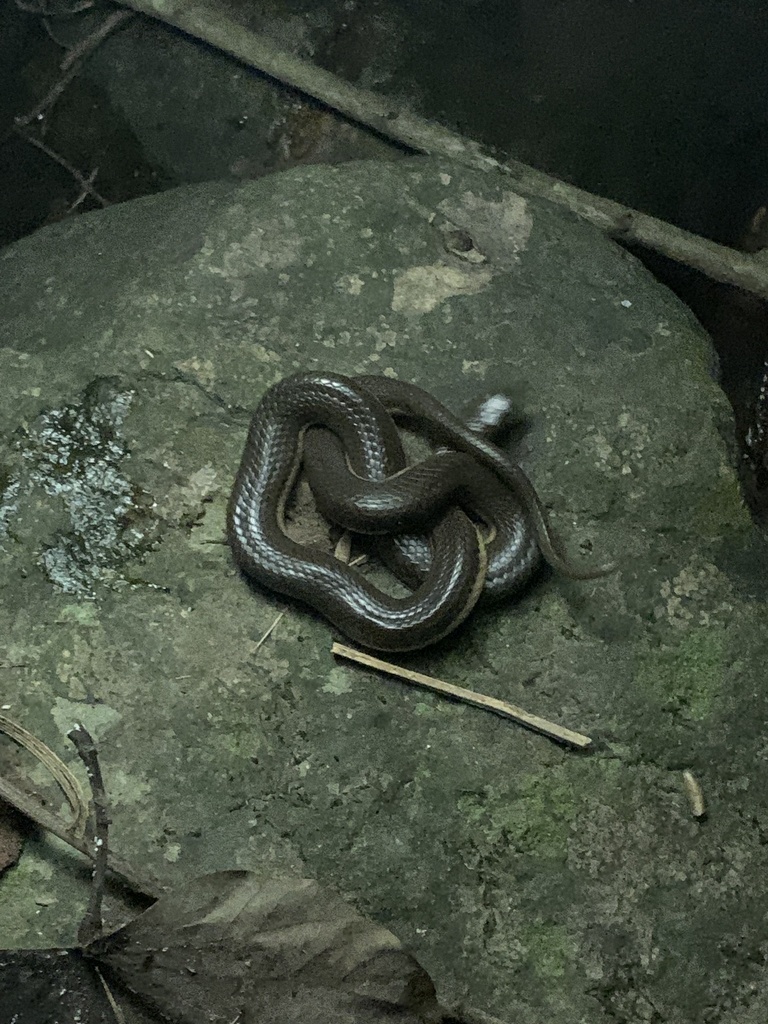 Bicoloured Stream Snake from Kadoorie Farm and Botanic Garden, Lam ...