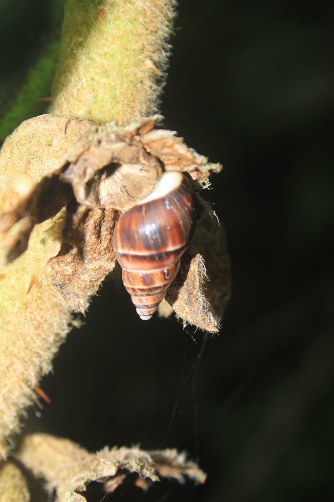 Drymaeus convexus from Las Margaritas, Arcabuco, Boyacá, Colombia on ...