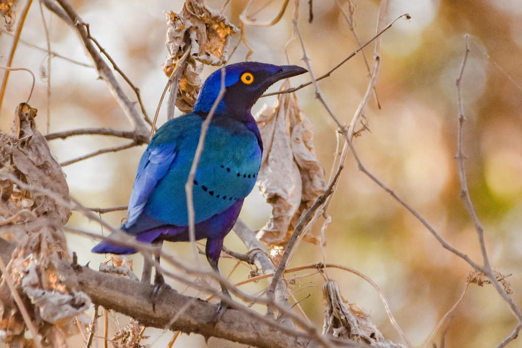 Purple Starling (Lamprotornis purpureus) - Avian Discovery