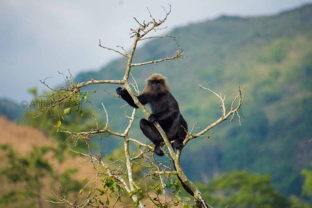 Nilgiri Langur (Semnopithecus johnii) - Know Your Mammals