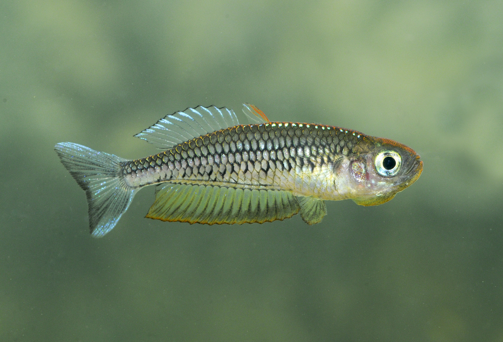 Ornate Rainbowfish from Valla NSW 2448, Australia on May 27, 2018 at 02 ...