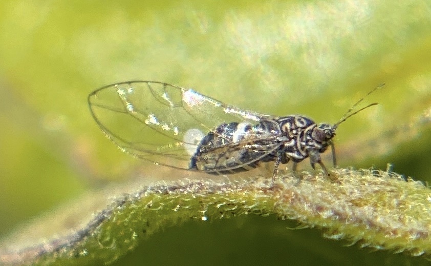 Bactericera cockerelli (Šulc, 1909)