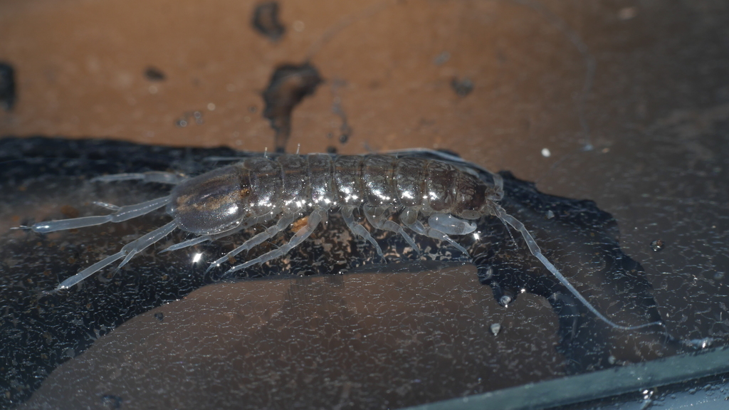 Caecidotea nodula from Accomack County, VA, USA on January 07, 2022 at ...