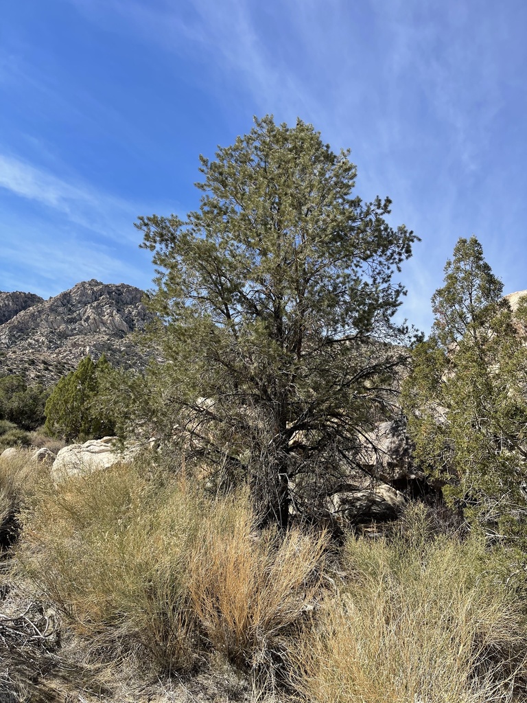 singleleaf pinyon from Old Woman Mountains Wilderness, Essex, CA, US on February 27, 2022 at 10: ...