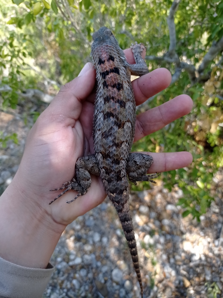 Texas Spiny Lizard (Sceloporus olivaceus) - Snakes and Lizards