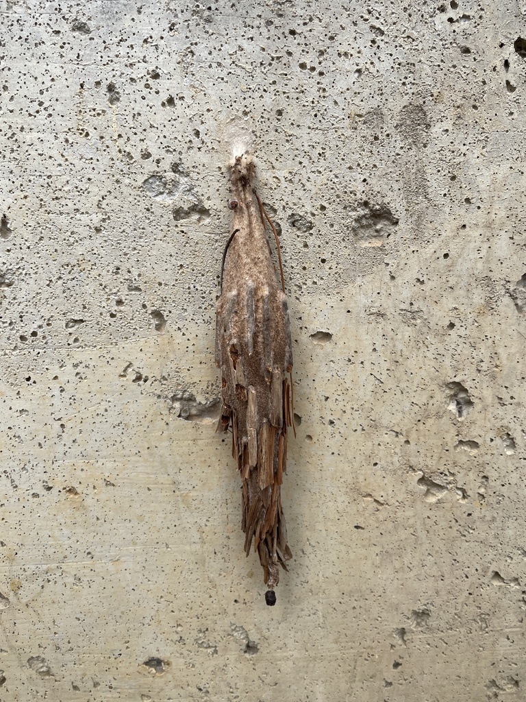 Saunders' Case Moth in March 2022 by Jess · iNaturalist