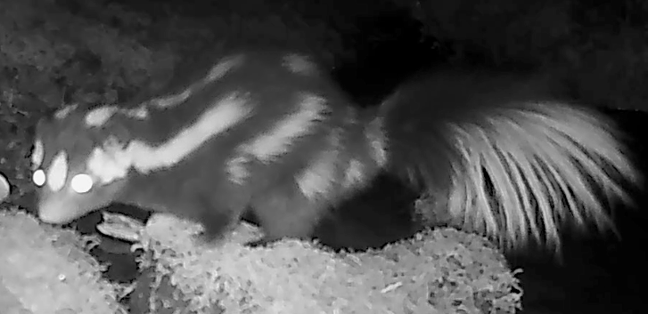 Western Spotted Skunk from Douglas County, OR, USA on July 12, 2021 at ...