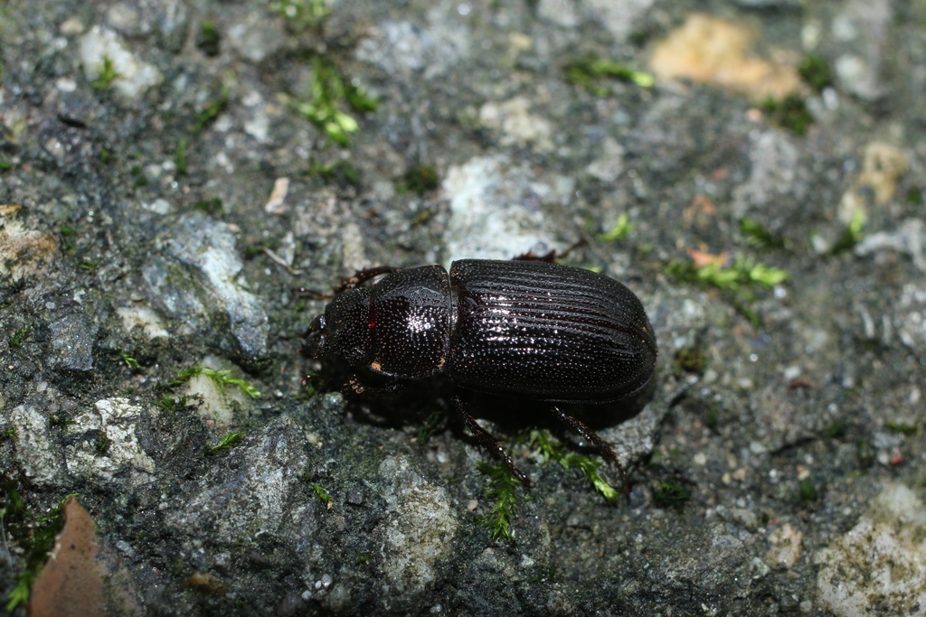 Red-rot Decay Stag Beetle from Home, St Mary's County, MD, USA on June ...