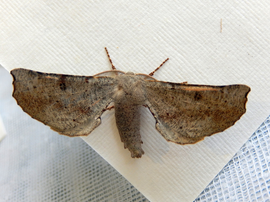 Broken Leaf Moth from Sydney NSW, Australia on February 28, 2022 at 09: ...