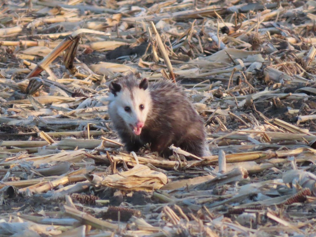 Virginia Opossum from Saline County, MO, USA on February 28, 2022 at 05 ...