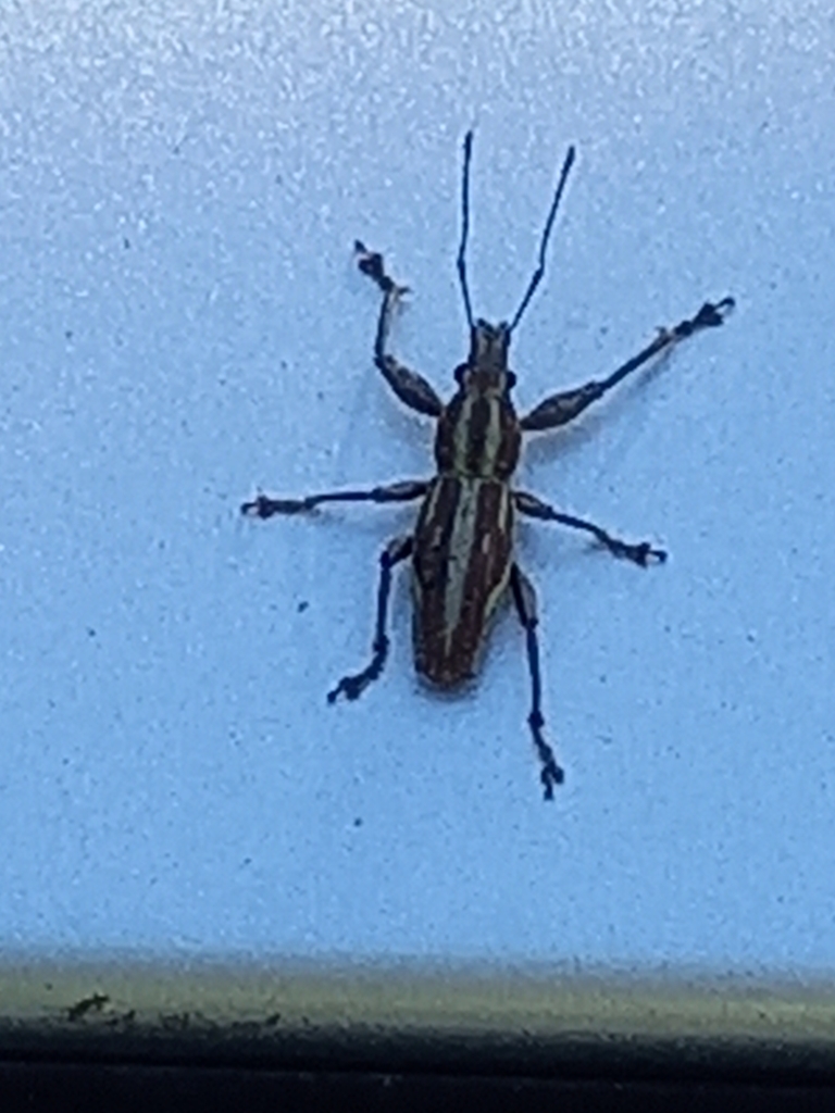 South American Fruit Tree Weevil from Navarro, Provincia de Buenos ...