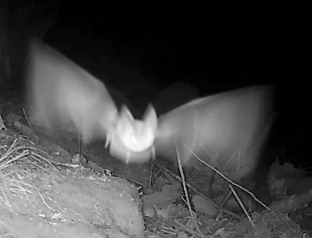 Townsend's Big-eared Bat from Douglas County, OR, USA on September 1 ...