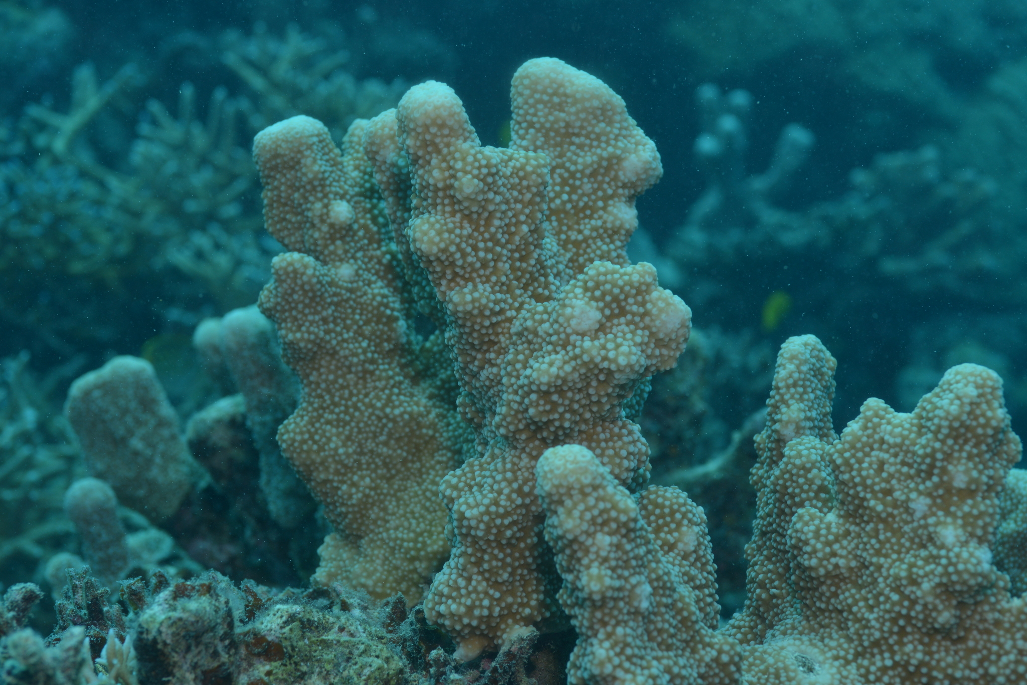 Isopora palifera (Lamarck, 1816)