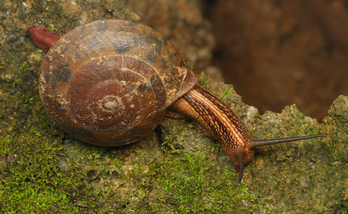 Camaena yulinensis · iNaturalist