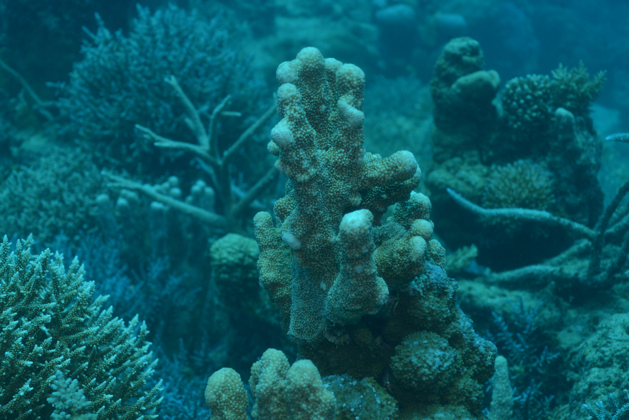 Isopora palifera (Lamarck, 1816)