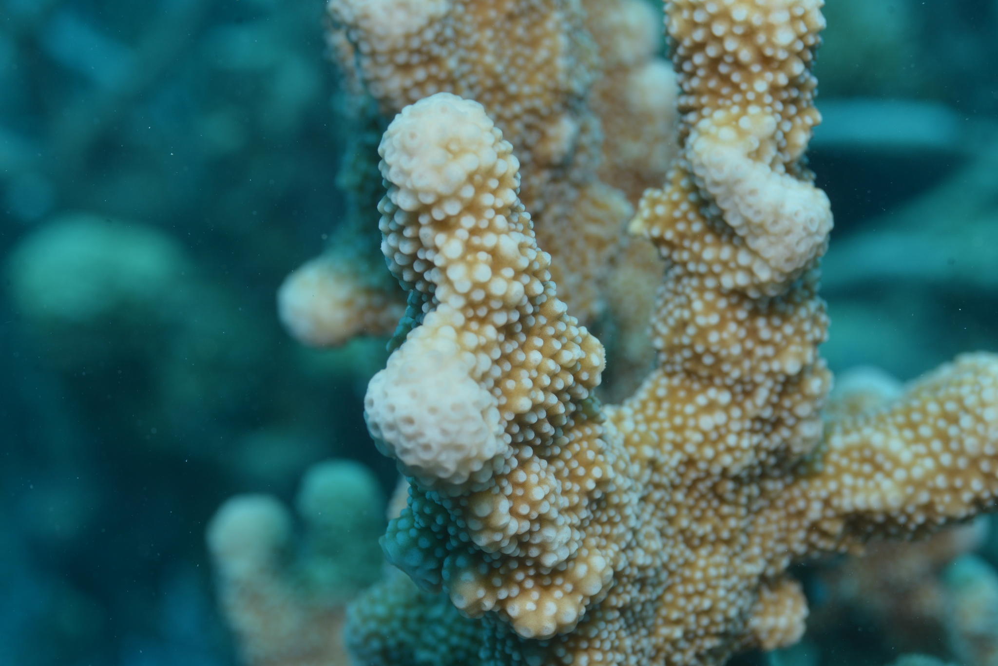 Isopora palifera (Lamarck, 1816)