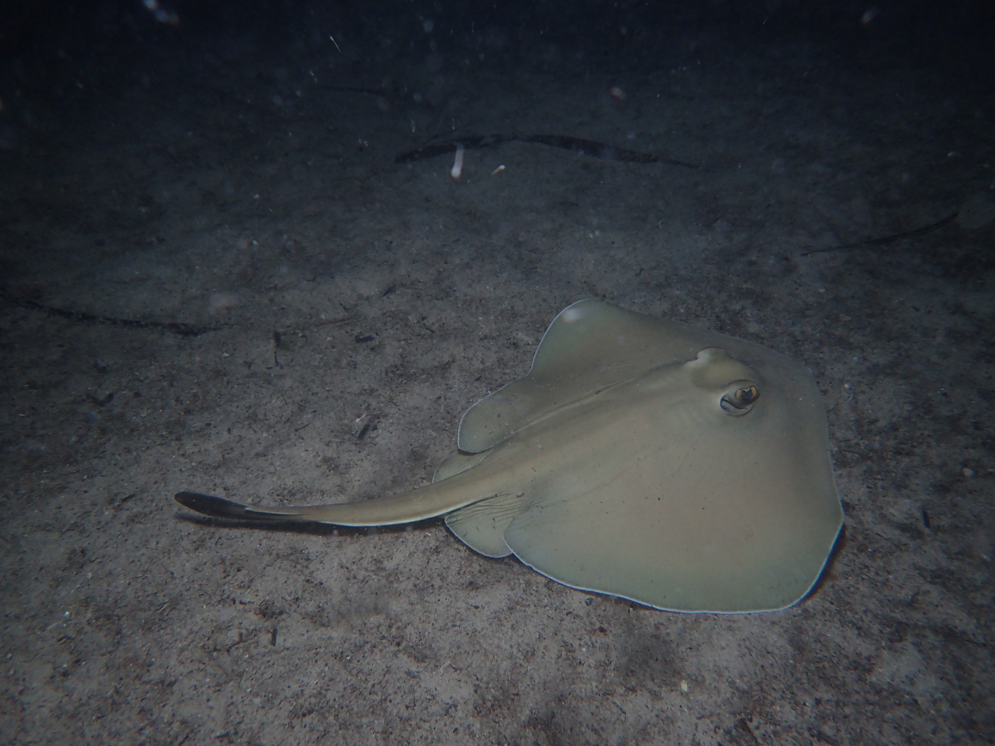 Urolophus paucimaculatus Dixon, 1969
