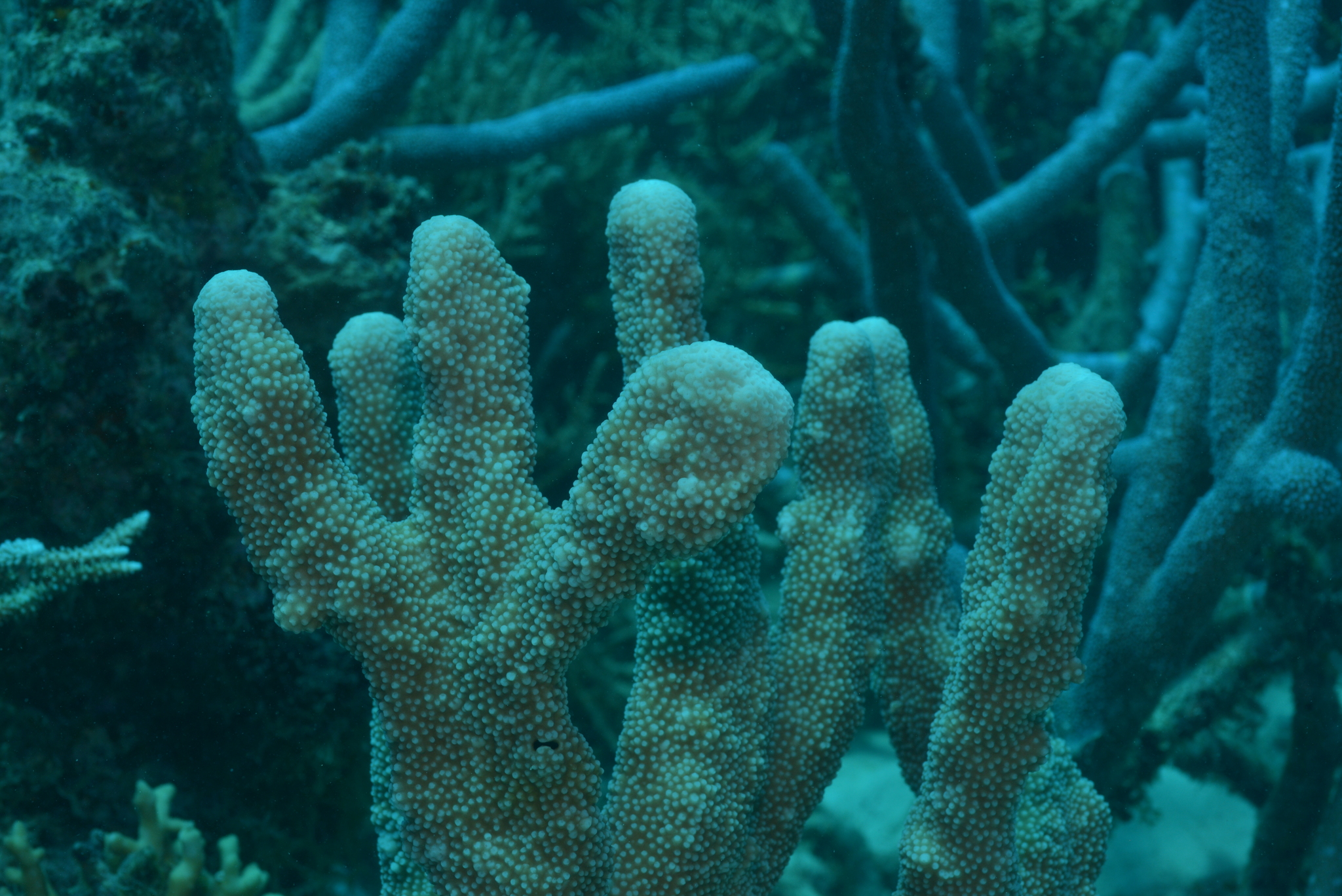 Isopora palifera (Lamarck, 1816)