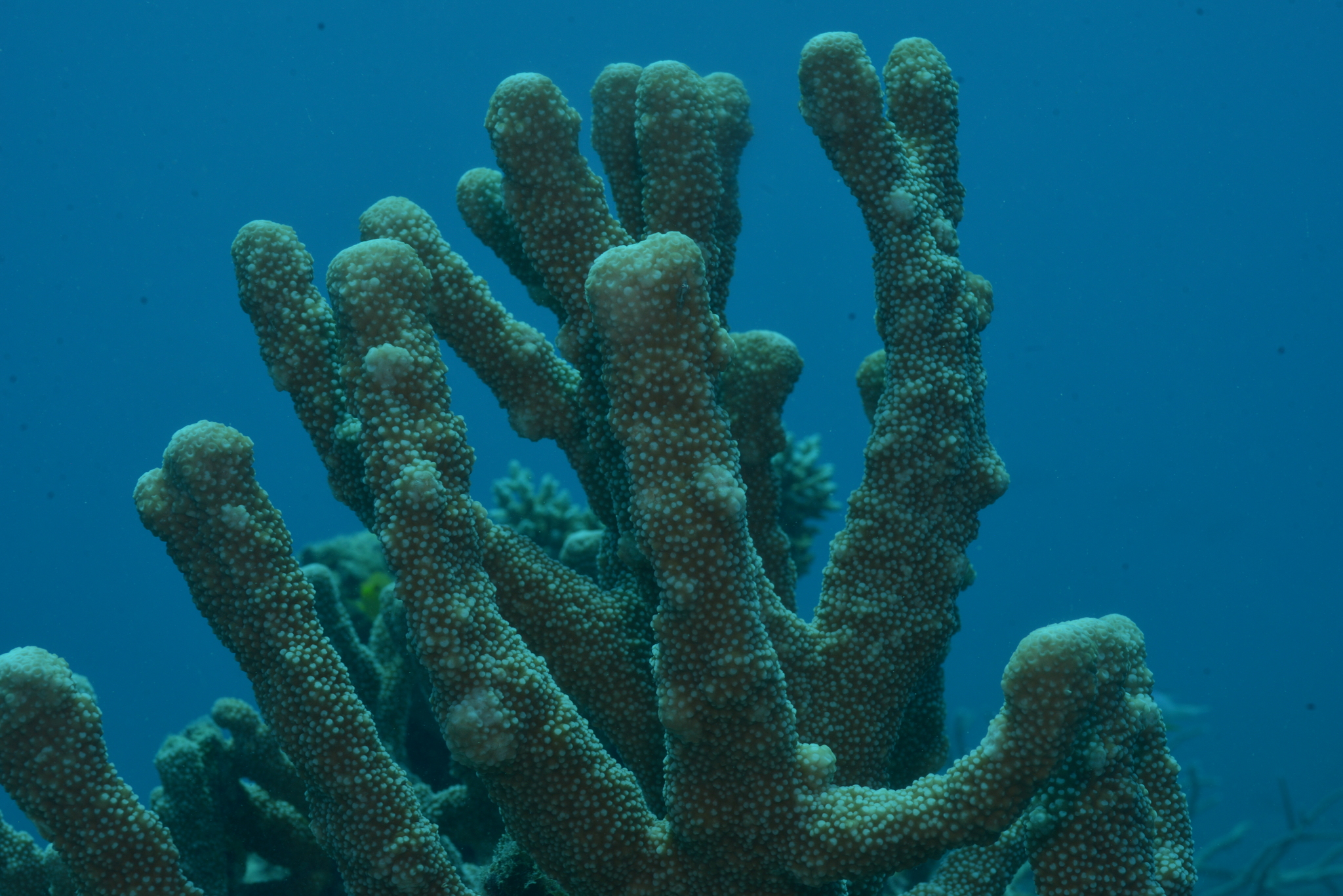 Isopora palifera (Lamarck, 1816)