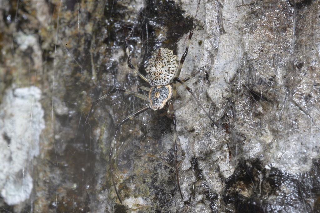 Ornamental Tree Trunk Spider from Pasirtamiang, Cihaurbeuti, Ciamis ...