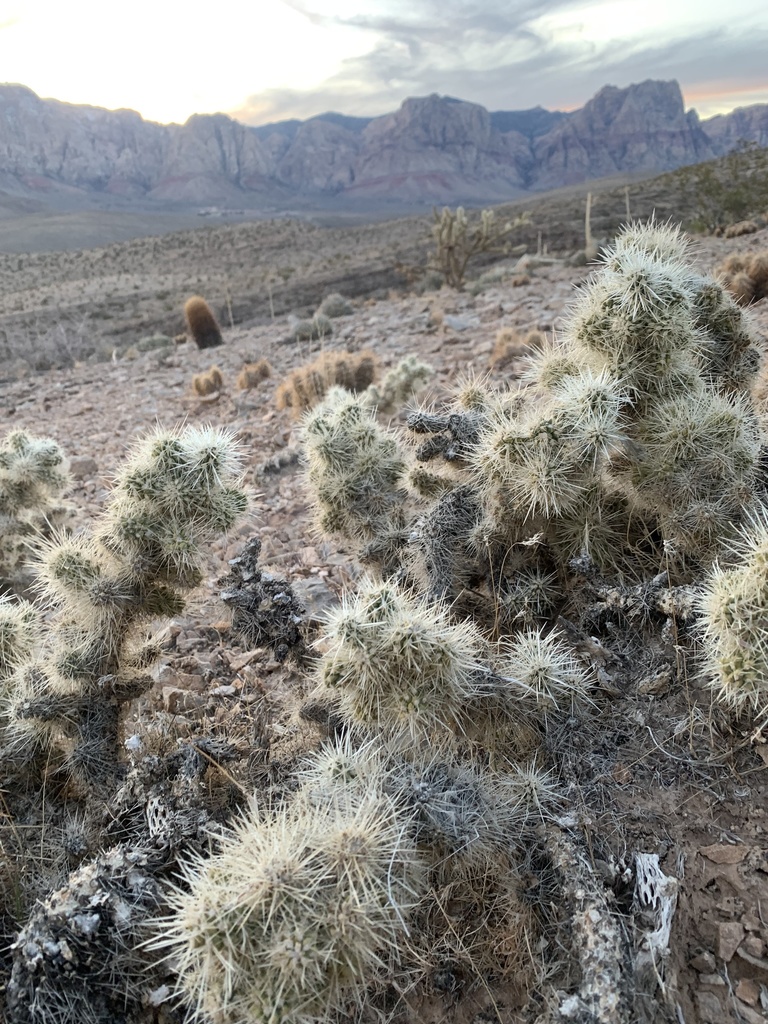 Blue Diamond Cholla from Red Rock Canyon National Conservation Area ...