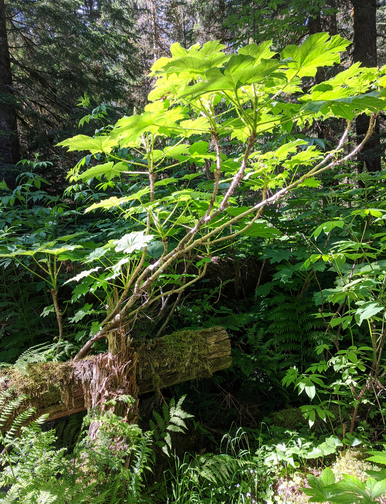 Devil's Club from Snohomish County, WA, USA on June 20, 2021 at 10:10 ...