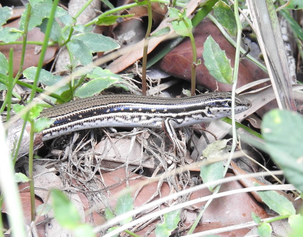 Eastern Striped Skink from Talegalla Weir QLD 4650, Australia on March ...