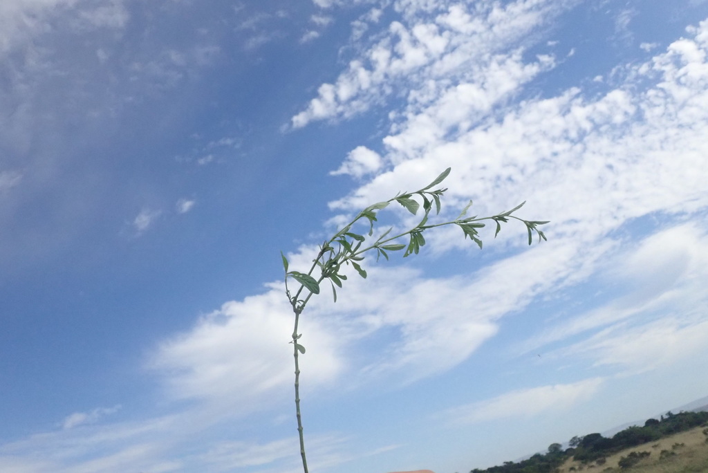 amaranths from Cacadu, Eastern Cape, South Africa on March 1, 2022 at ...