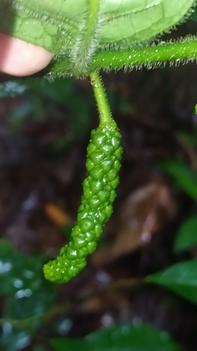 Piper brownsbergense · iNaturalist
