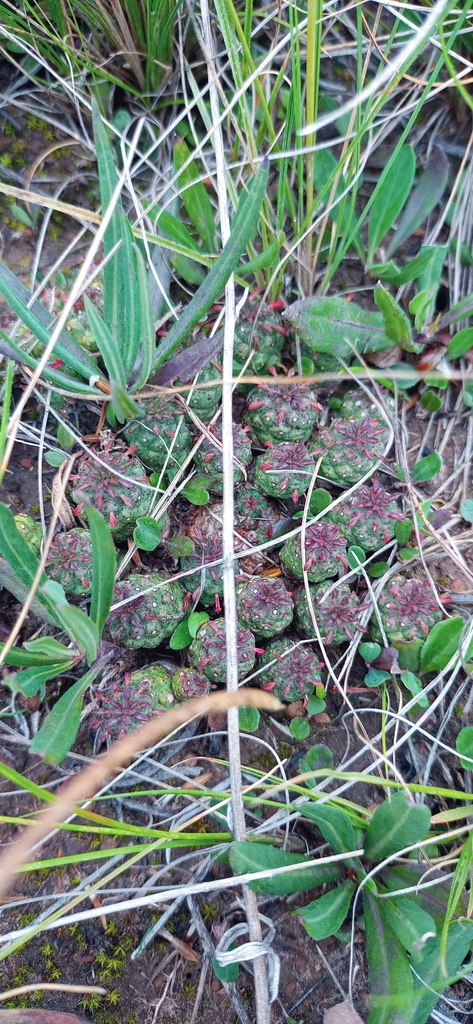 Lion Spoor from Stormberg District, South Africa on February 01, 2022 ...