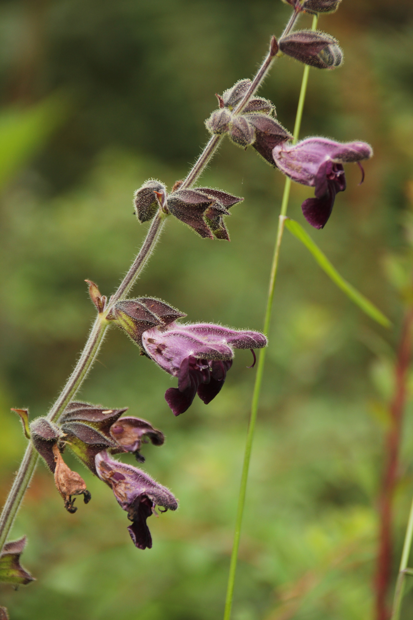 Salvia castanea Diels